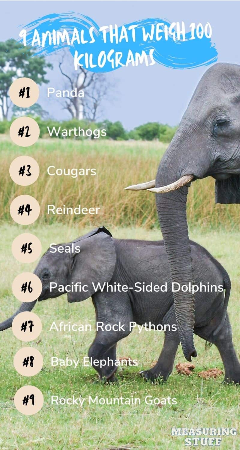9 Animals That Weigh 100 Kilograms – Measuring Stuff