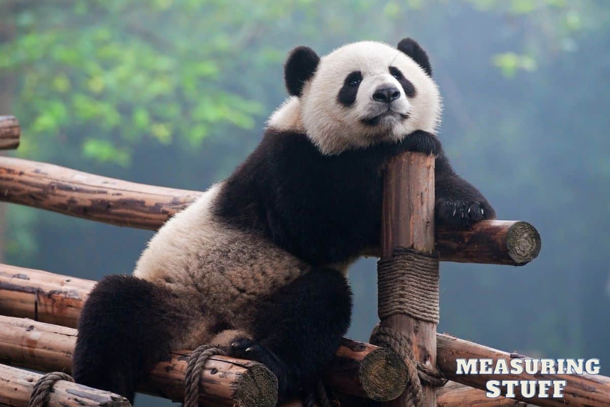 9 Animals That Weigh 100 Kilograms – Measuring Stuff