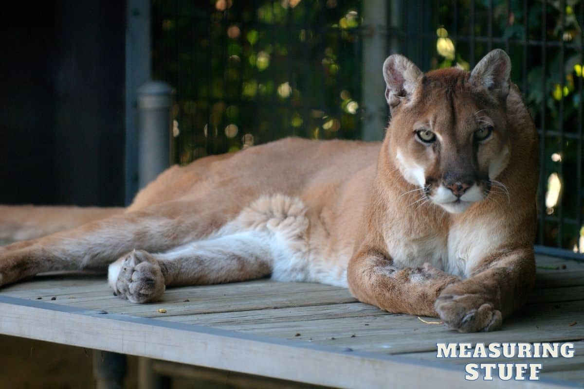 9 Animals That Weigh 100 Kilograms – Measuring Stuff