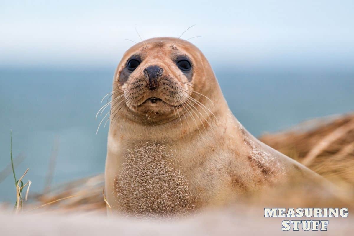 9 Animals That Weigh 100 Kilograms – Measuring Stuff