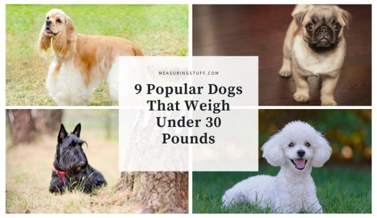 9 Popular Dogs That Weigh Under 30 Pounds – Measuring Stuff