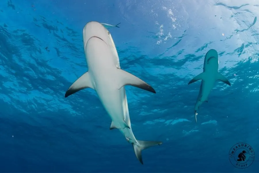 9 Animals That Weigh Over 500 Pounds – Measuring Stuff