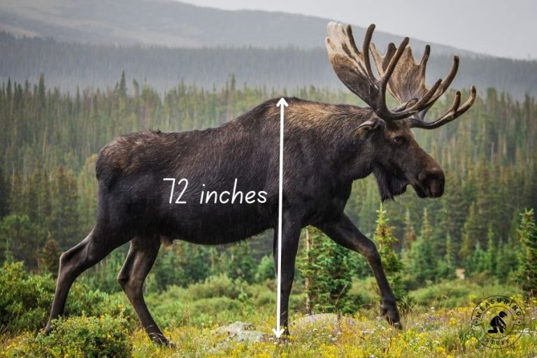 How Long Is 72 Inches Compared To An Object Measuring Stuff