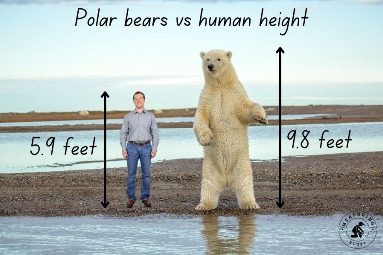 How Big Is A Polar Bear Compared To A Human Measuring Stuff