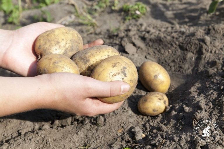 How Many Potatoes Are In 2 Pounds? – Measuring Stuff