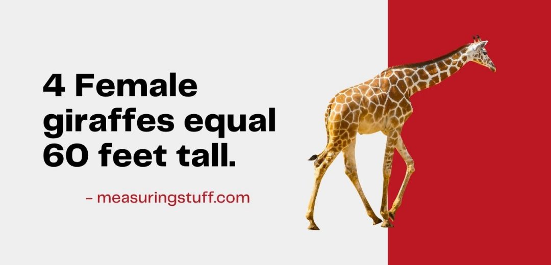 Examples Of Things That Are 60 Feet Long – Measuring Stuff