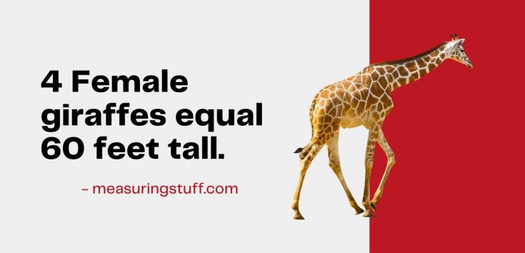 Examples Of Things That Are 60 Feet Long – Measuring Stuff
