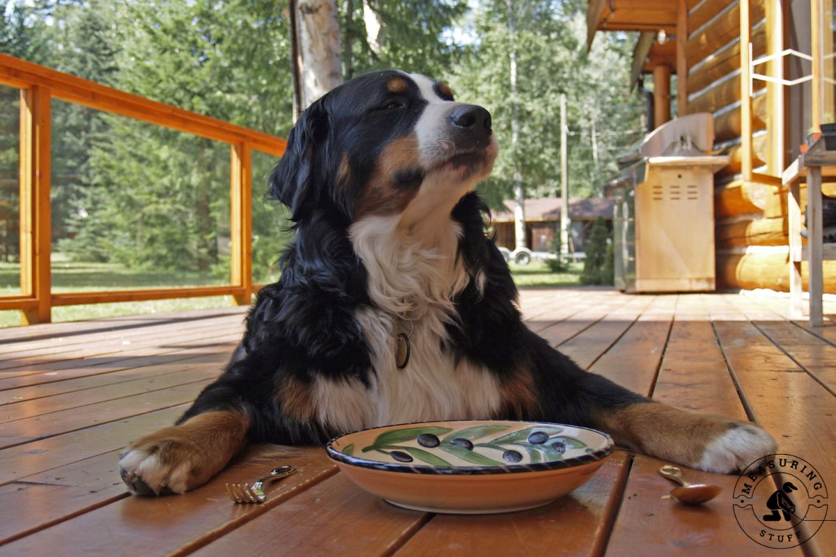 How To Measure Dog Food Portions Without A Scale? – Measuring Stuff