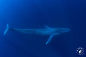 13 Animals That Are Bigger Than You Think – Measuring Stuff