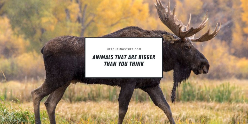 13 Animals That Are Bigger Than You Think - Measuring Stuff