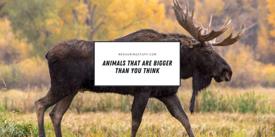 13 Animals That Are Bigger Than You Think – Measuring Stuff