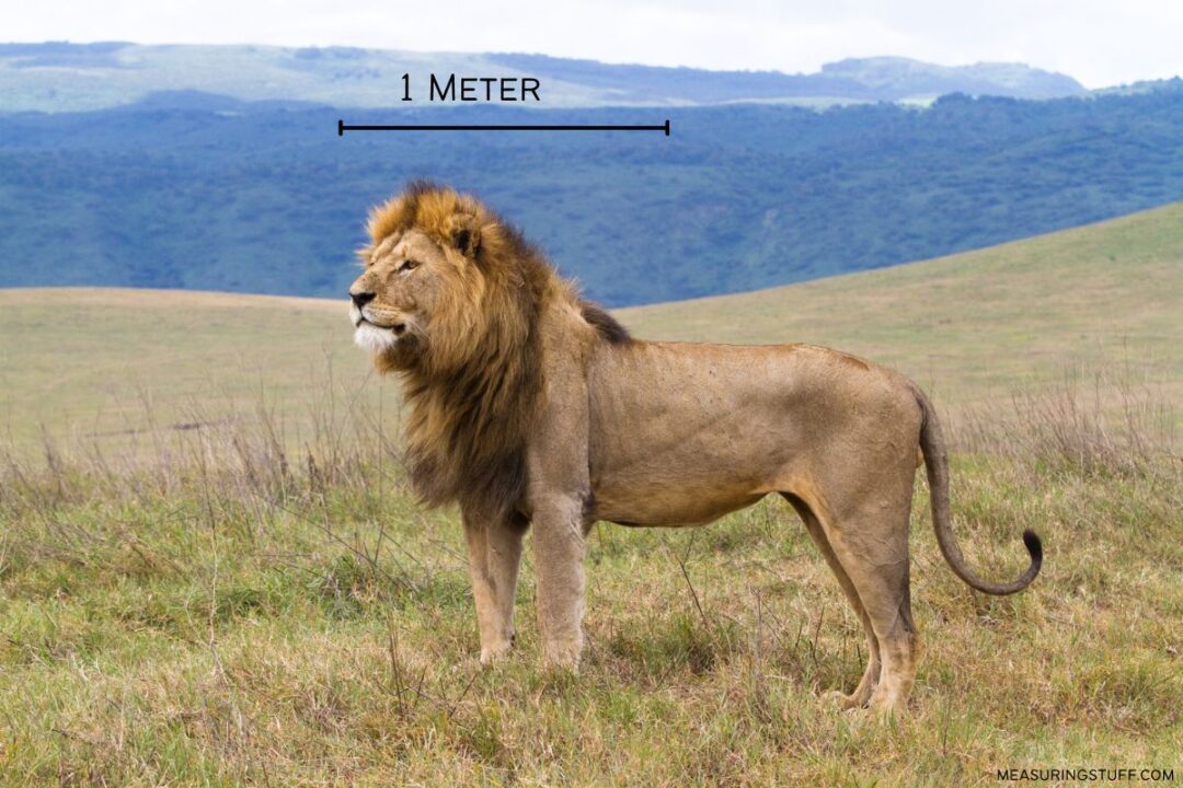 How Long Is 1 Meter Compared To An Object? – Measuring Stuff