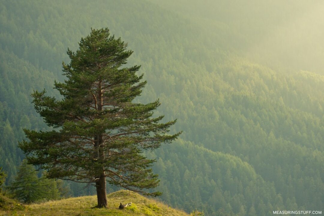 9 Things That Are 30 Meters Long – Measuring Stuff