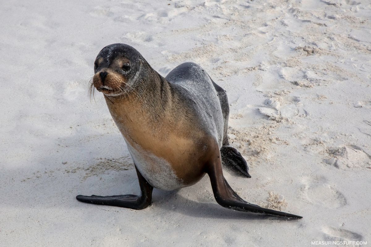 11 Animals That Weigh 400 Pounds – Measuring Stuff