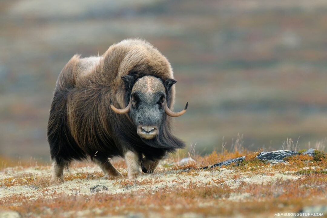 11 Animals That Weigh 400 Pounds – Measuring Stuff